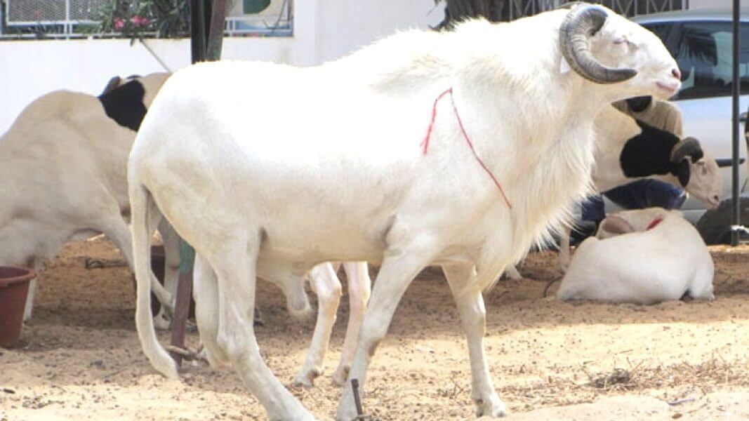 La Tabaski 2023 sera célébrée le 29 juin au Sénégal (Conacoc) - mediaactu